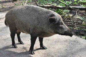 Wild Boar Profile: Traits, Facts, Range, Size, Attack, Food - Mammal Age