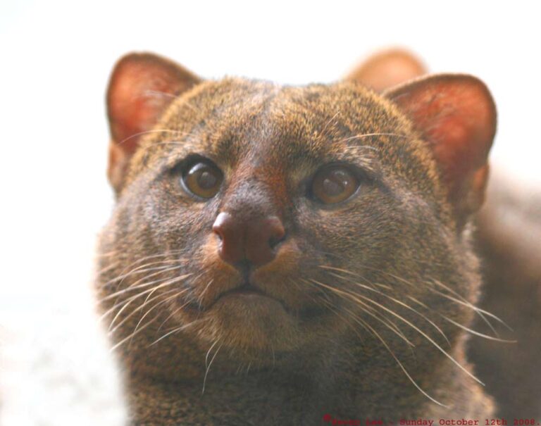 Gulf Coast Jaguarundi Cat: Profile, Traits, Facts, Range, Diet - Mammal Age