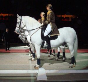 Lipizzaner Stallions Horse: Profile, Facts, Groom, Traits, Care ...