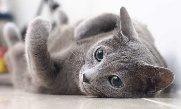 Russian Blue Cat Profile: Facts, Traits, Grooming, Food, Care - Mammal Age