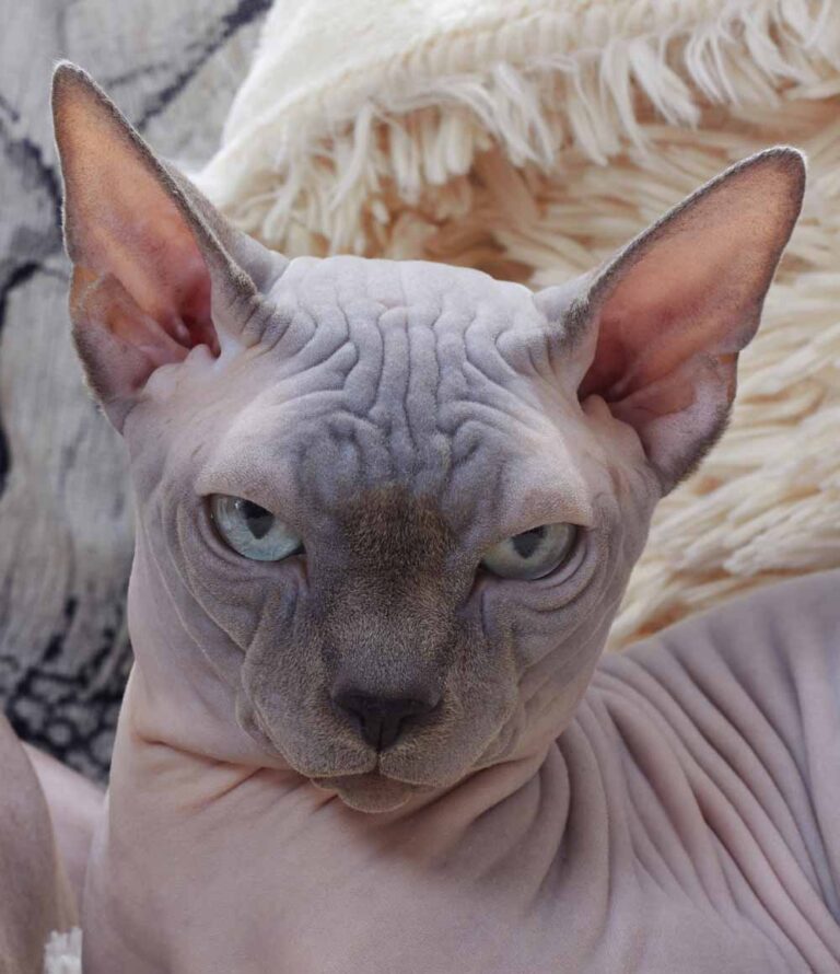 Sphynx Cat Breed - Facts, Traits, Behavior, Profile, Care - Mammal Age