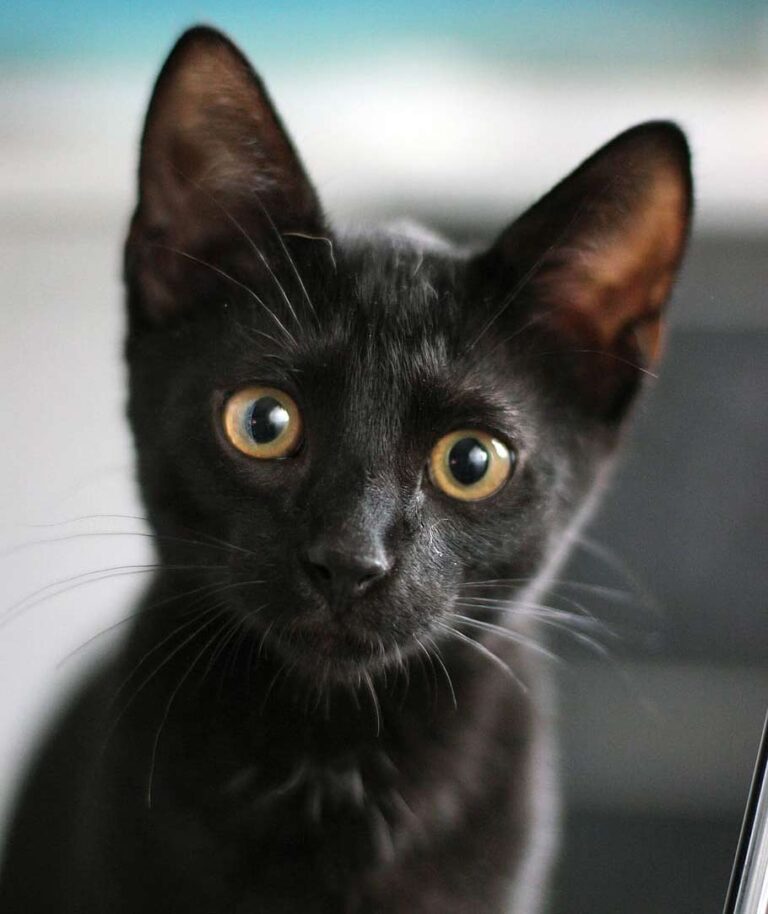 Black Abyssinian Cat: Profile, Traits, Facts, Care, Diet, Health ...