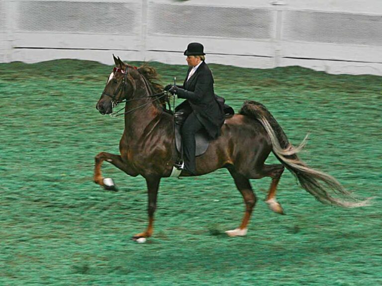 Gaited Horse Breeds: Profile, Facts, Traits, Standard, Groom - Mammal Age