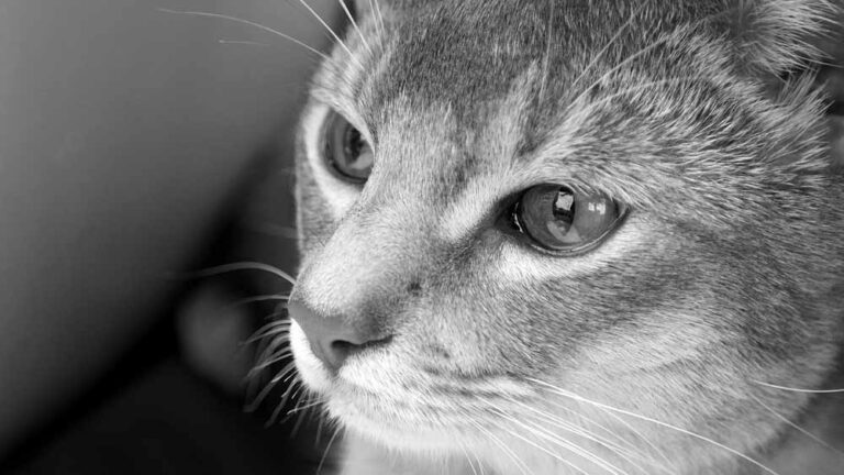 Grey Abyssinian Cat: Profile, Description, Facts, Traits, Care - Mammal Age
