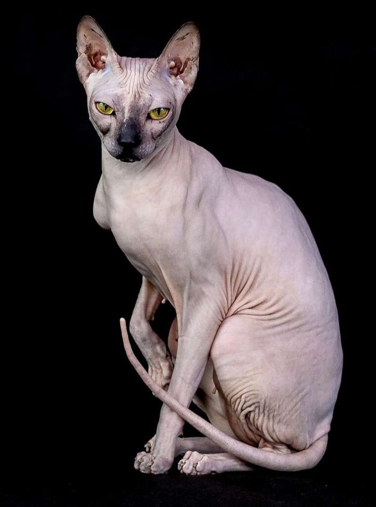 Hairless Cat: Profile, Traits, Facts, Size, Groom, Health, Care ...