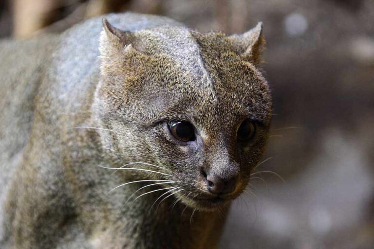 Jaguarundi Cat: Profile, Range, Traits, Facts, Prey, Behavior - Mammal Age