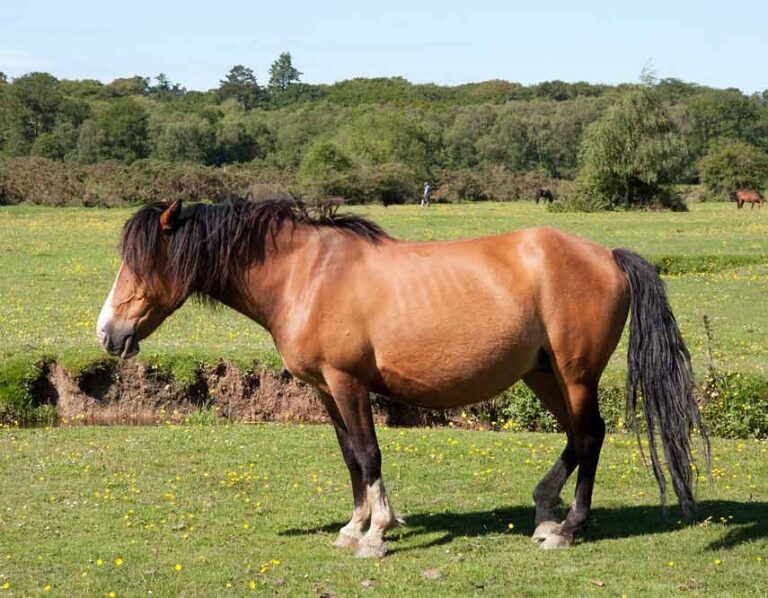 New Forest Pony Horse: Profile, Facts, Traits, Groom, Care - Mammal Age