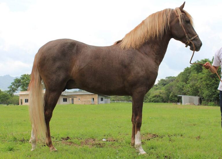 Peruvian Paso Horse: Profile, Traits, Facts, Size, Groom, Care - Mammal Age
