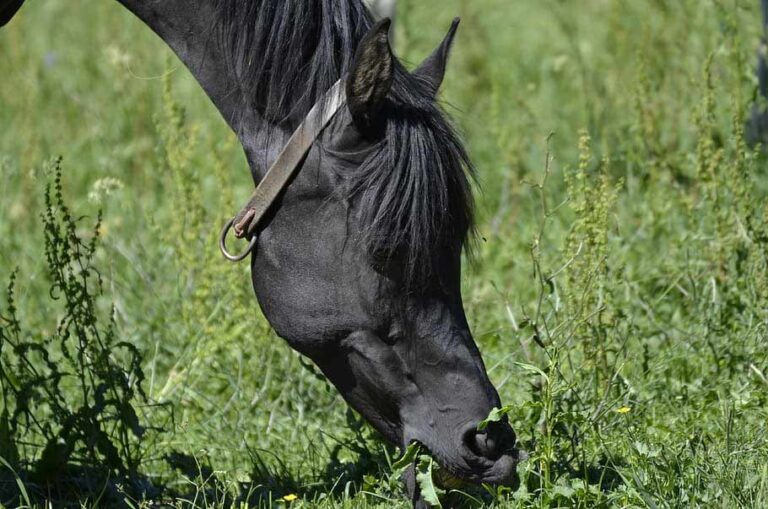 41 Thoroughbred Horse Breed Facts: Traits, Care, More - Mammal Age