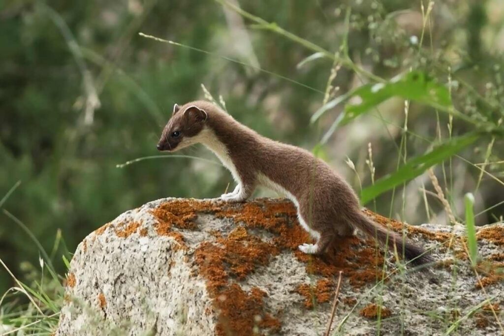 50 Interesting Short Tailed Weasel, or Stoat Profile Facts - Mammal Age