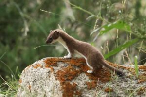 50 Interesting Short Tailed Weasel, or Stoat Profile Facts - Mammal Age